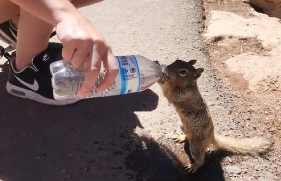 El video viral de una ardilla sedienta rogando que le den agua de una ...